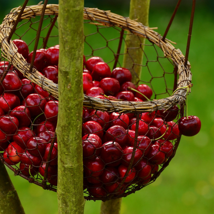 Cherry Tree - Lapins - From The Garden