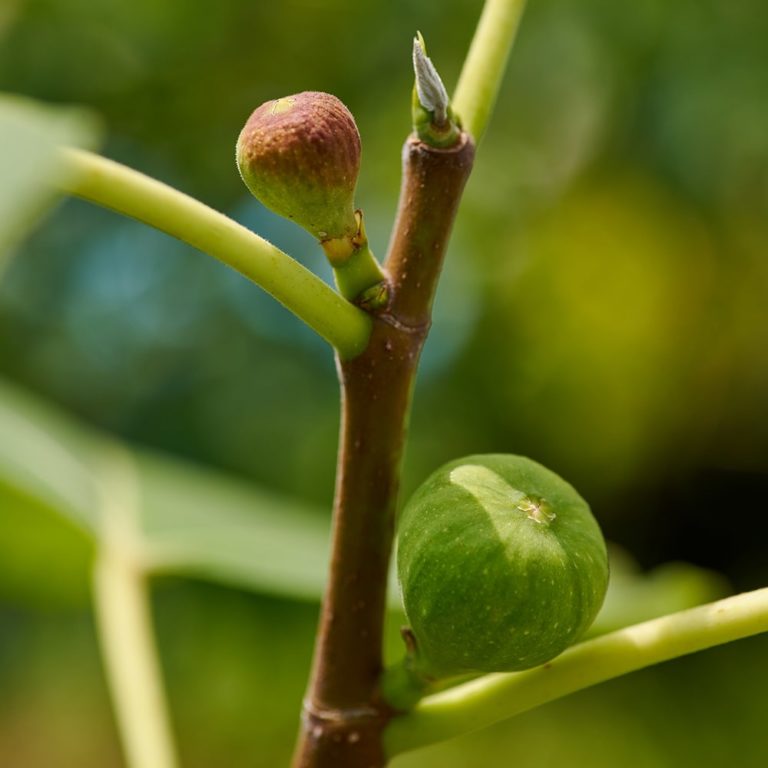 Fig Tree - Adam - From The Garden
