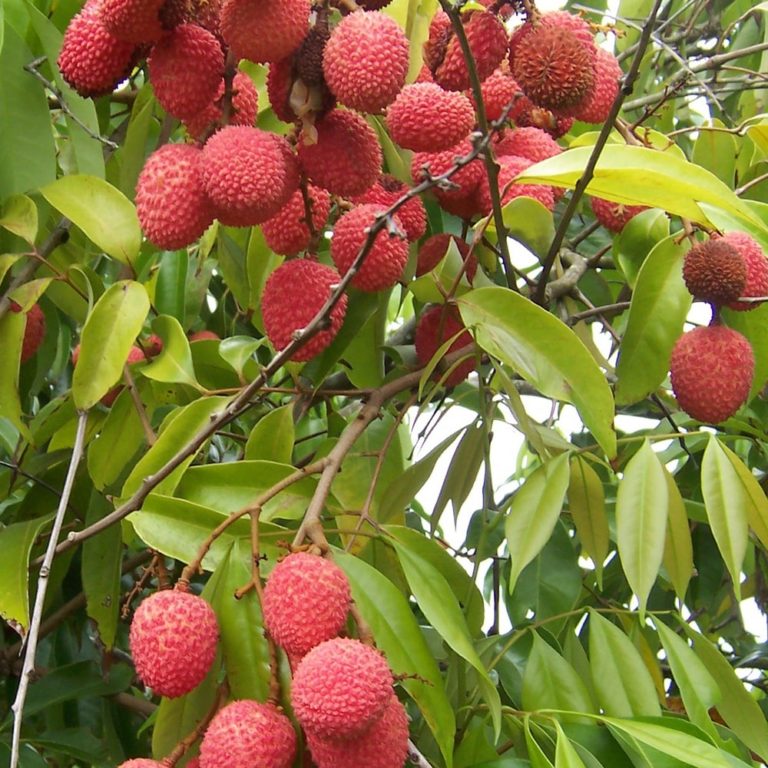 Litchi Tree - Mauritius - From The Garden