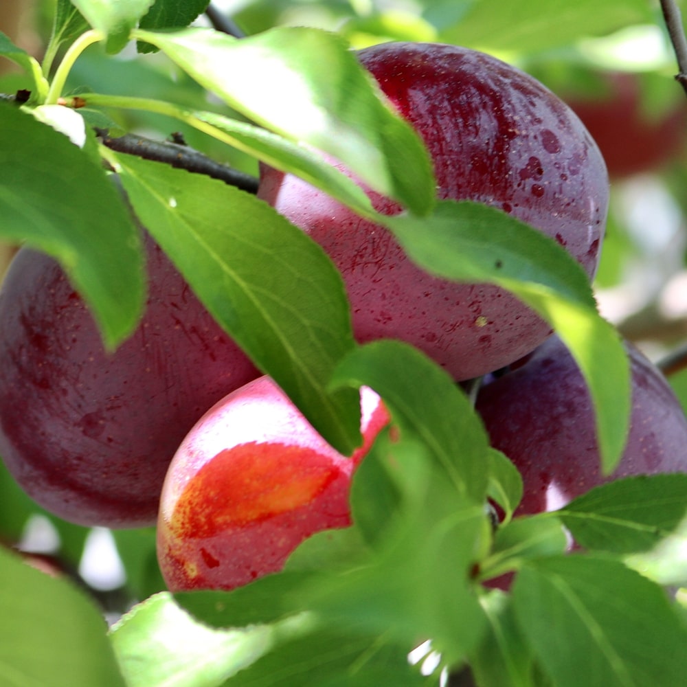 Plum Trees - From The Garden
