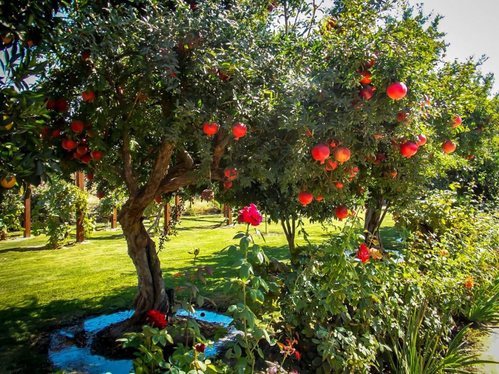 Pomegranate Tree - Wonderful - From The Garden